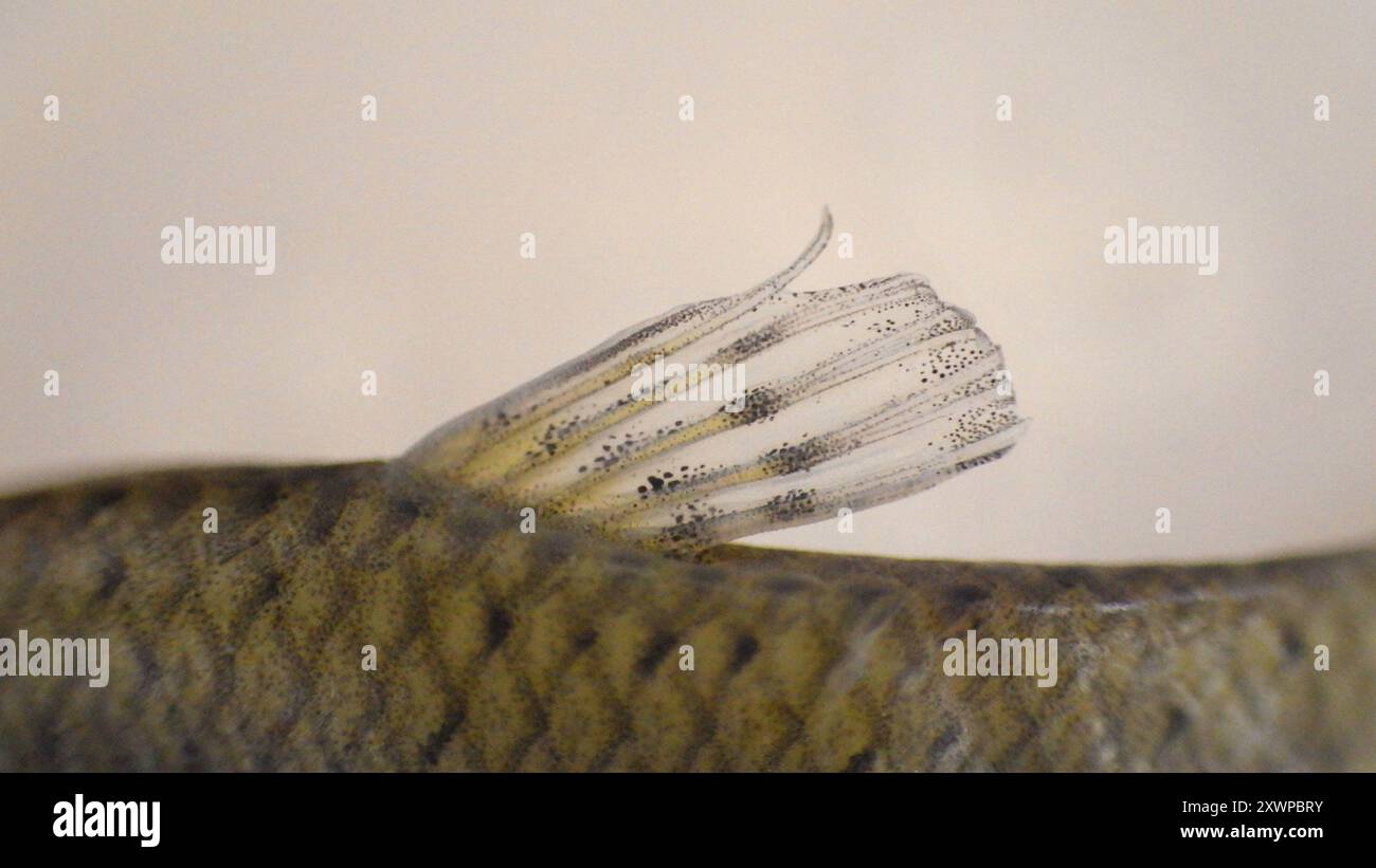 Western Mosquitofish (Gambusia affinis) Actinopterygii Stock Photo - Alamy