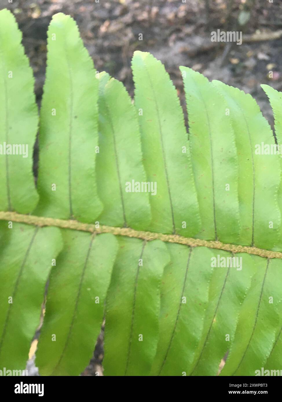 southern sword fern (Nephrolepis exaltata) Plantae Stock Photo - Alamy