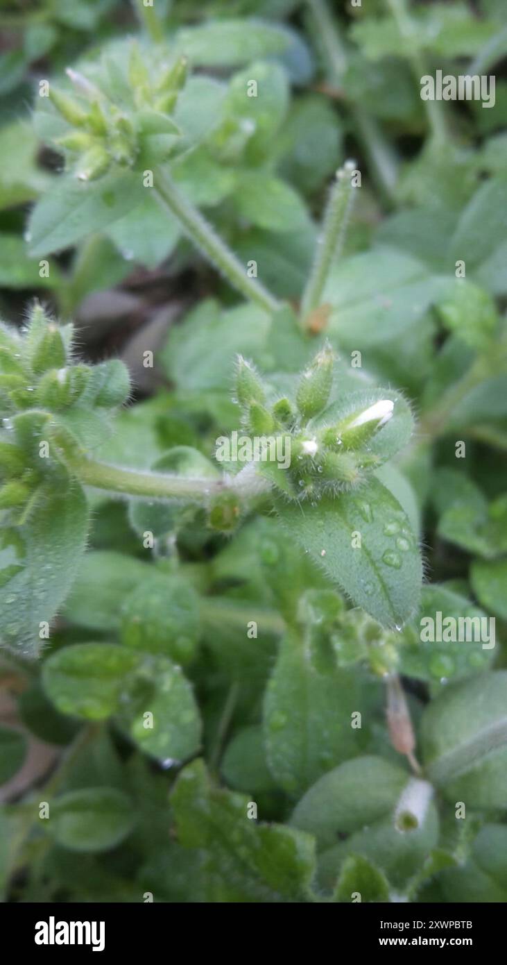 Sticky mouse-ear chickweed (Cerastium glomeratum) Plantae Stock Photo ...