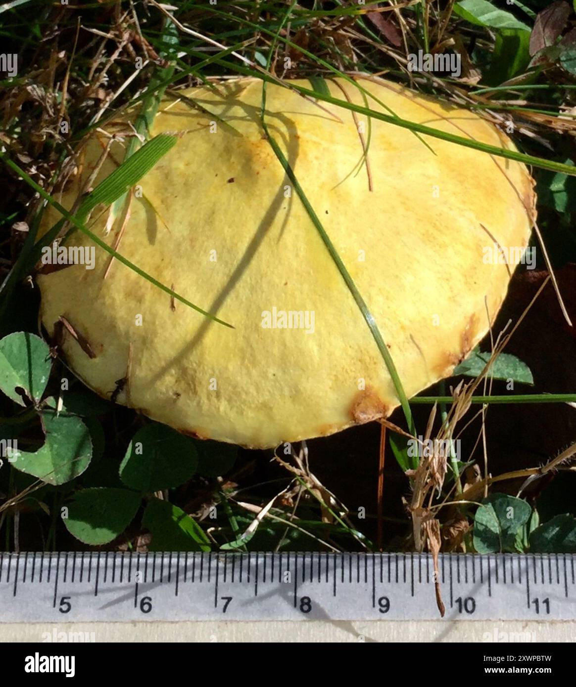 Chicken Fat Mushroom (Suillus americanus) Fungi Stock Photo - Alamy