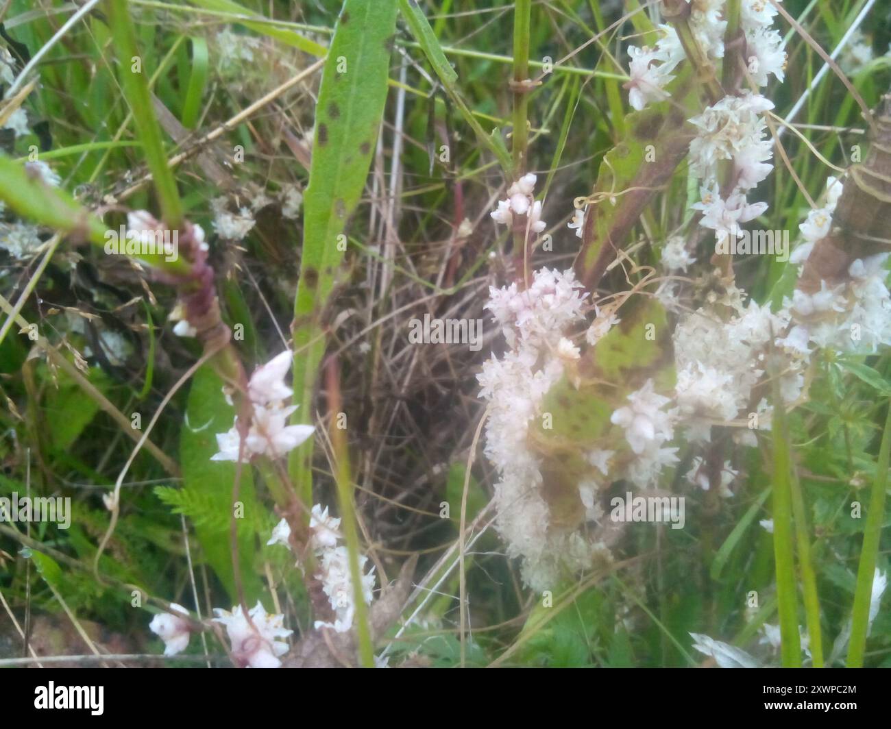 Clover Dodder (Cuscuta epithymum) Plantae Stock Photo - Alamy