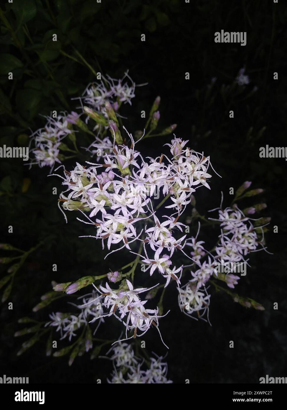 Garberia heterophylla hi-res stock photography and images - Alamy