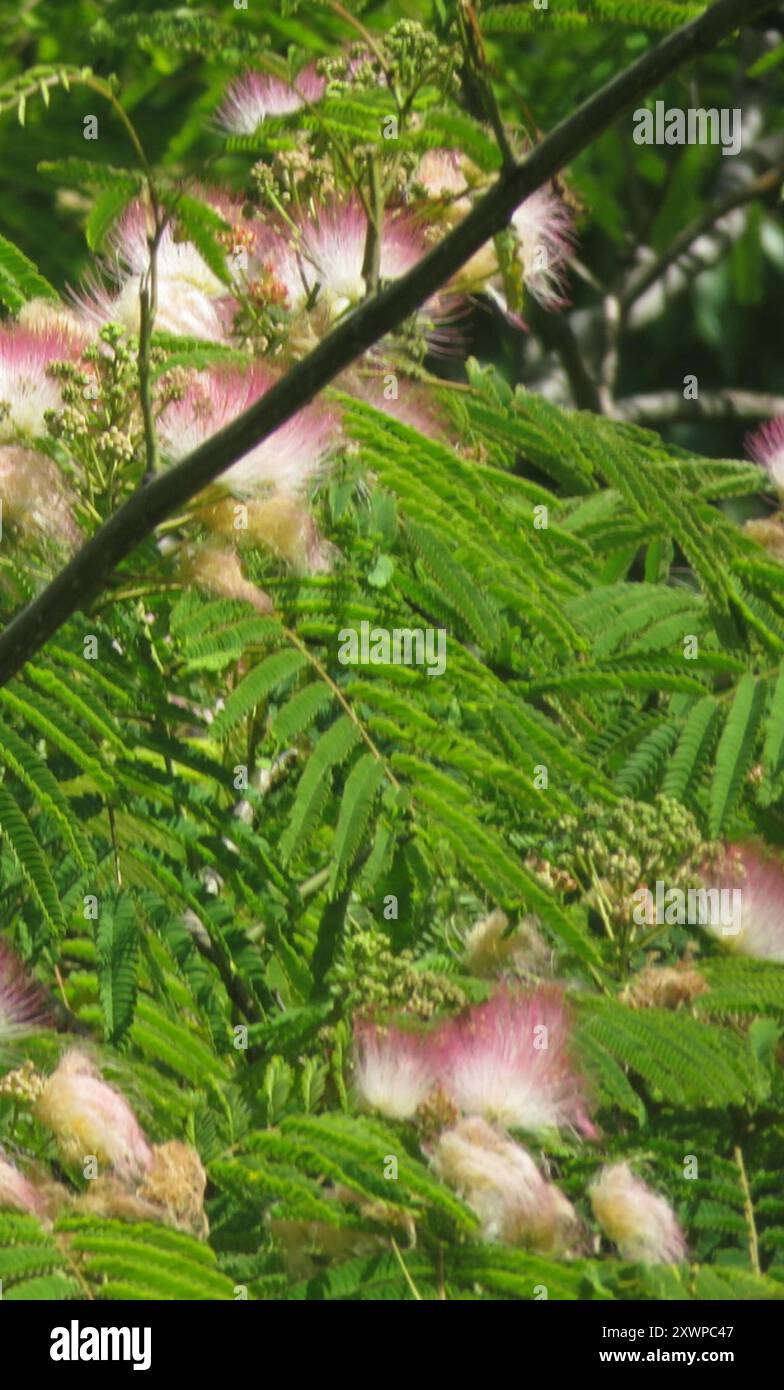 Persian silk tree (Albizia julibrissin) Plantae Stock Photo - Alamy