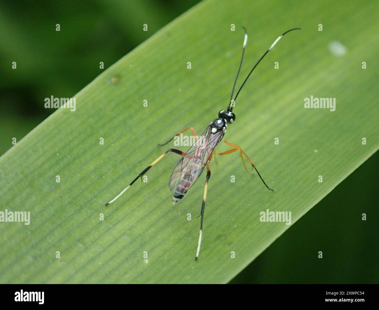 Lemon Tree Borer Parasitoid Wasp (Xanthocryptus novozealandicus ...