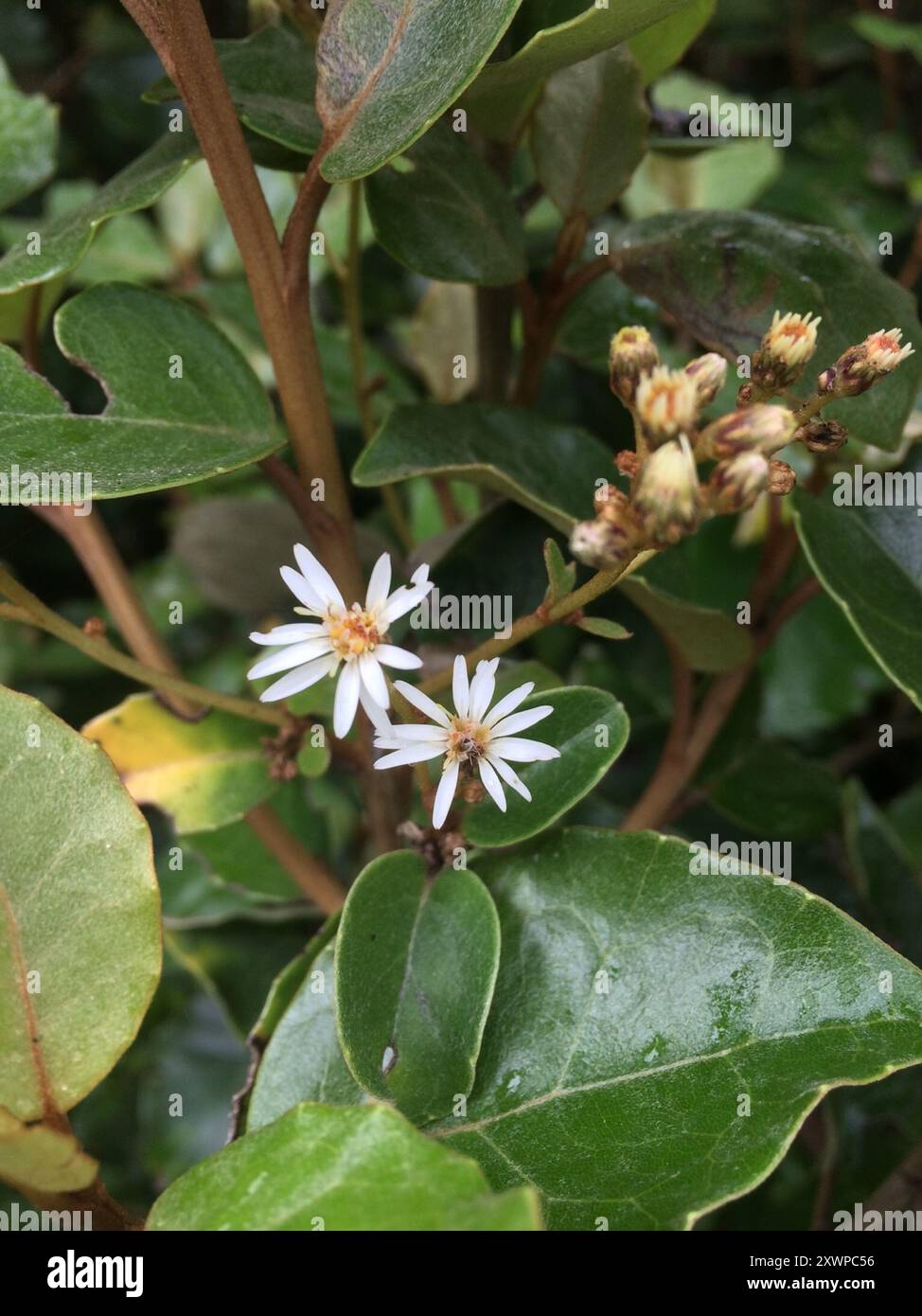 Common tree daisy (Olearia arborescens) Plantae Stock Photo - Alamy