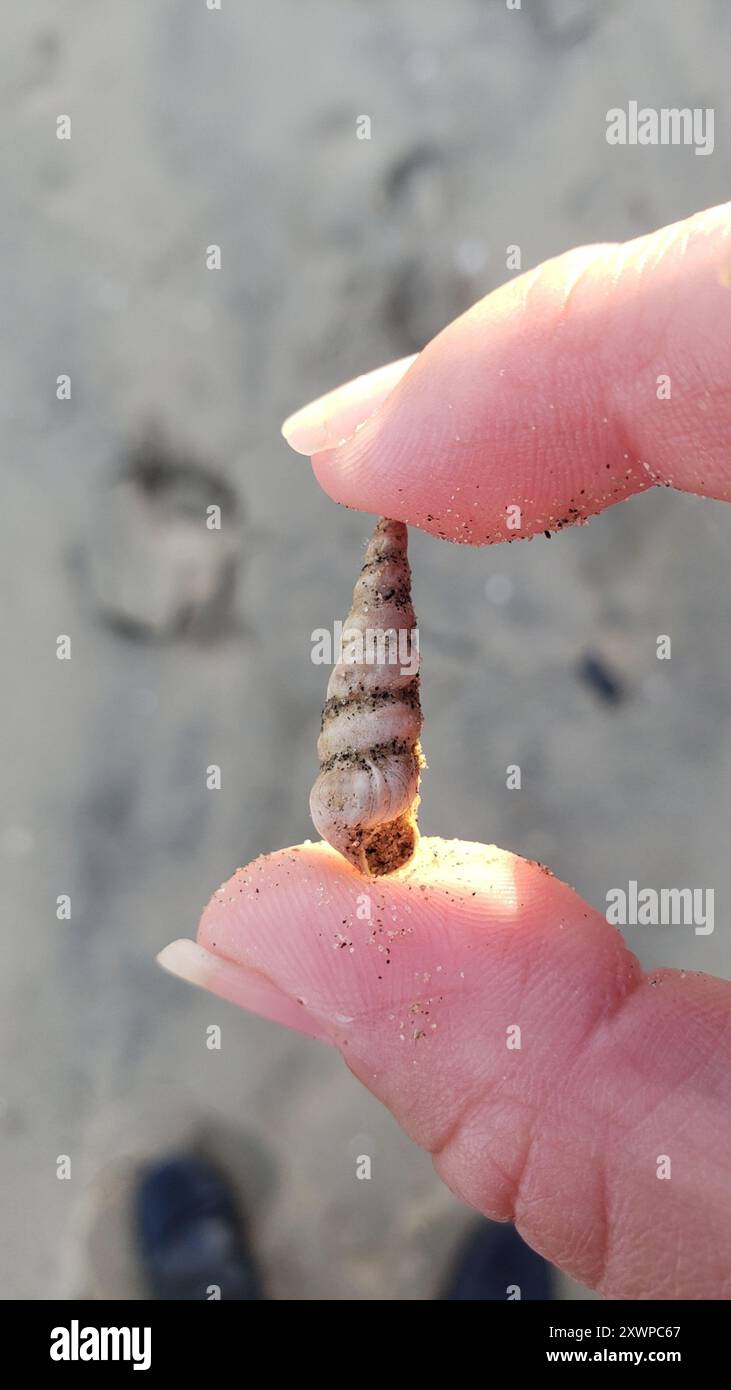 Tower Snails (Turritellidae) Mollusca Stock Photo - Alamy