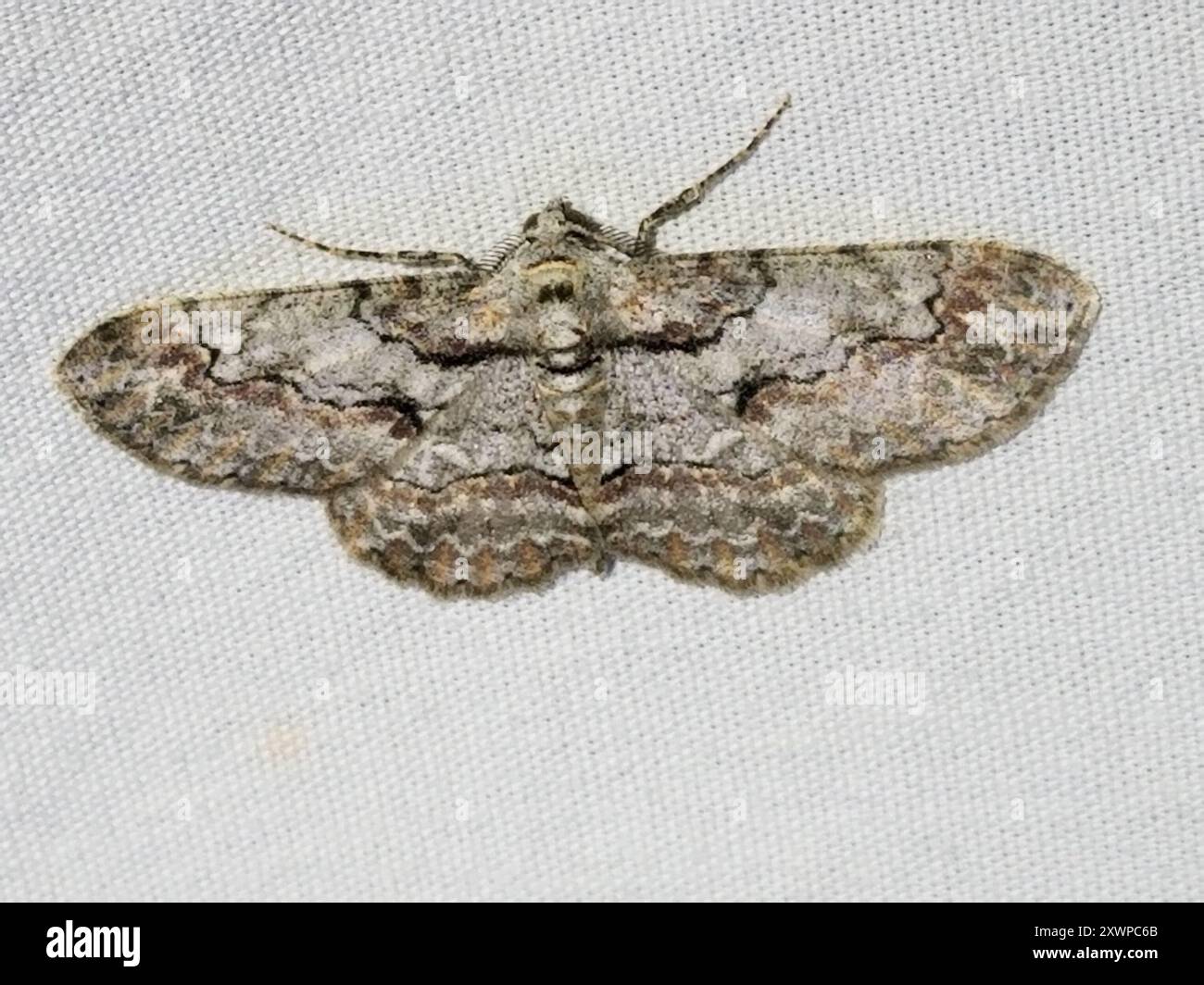 Brown-shaded Gray (Iridopsis defectaria) Insecta Stock Photo - Alamy