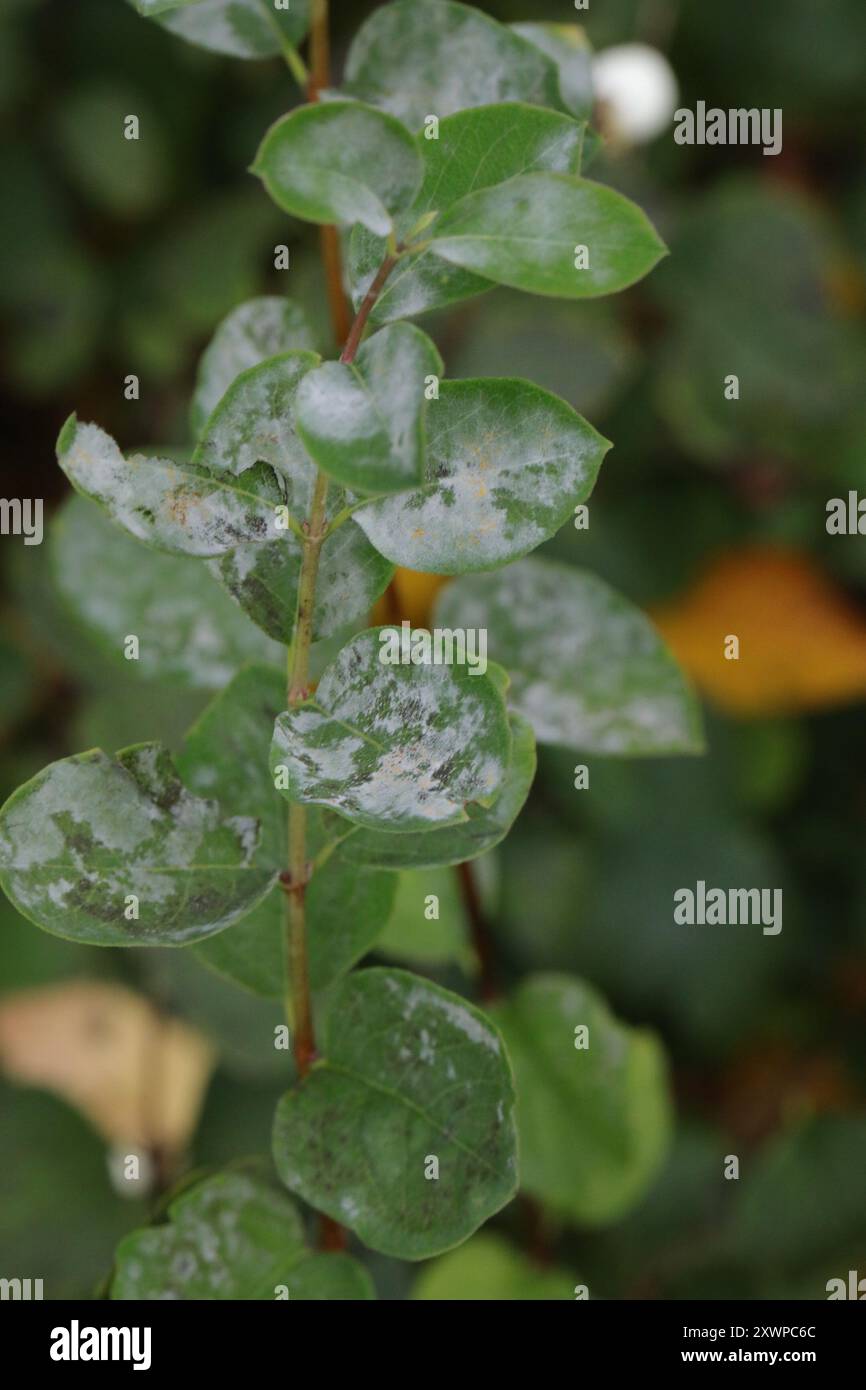 snowberry powdery mildew (Erysiphe symphoricarpi) Fungi Stock Photo - Alamy