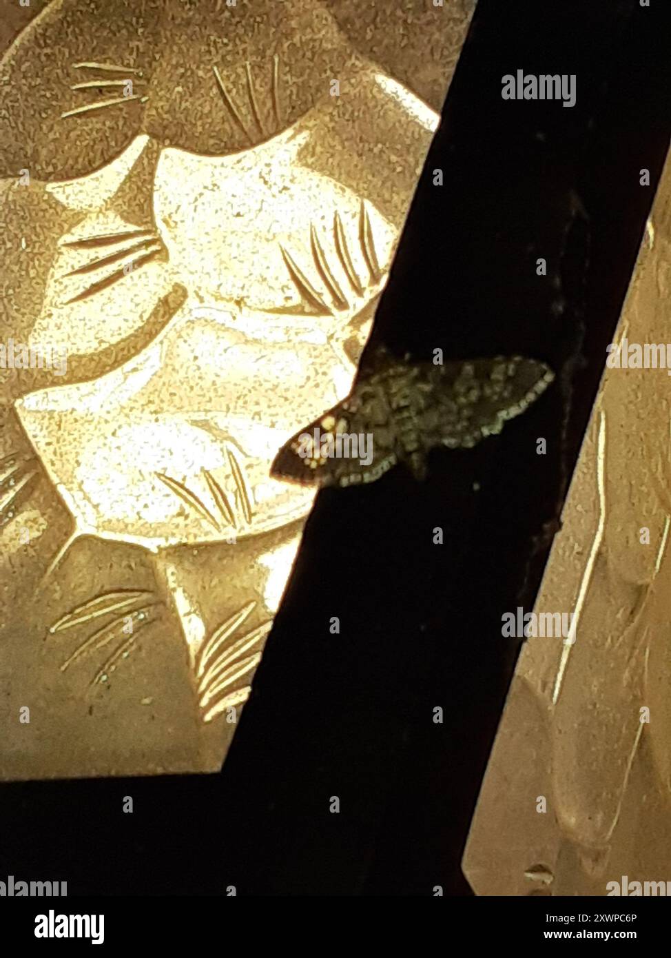 Stained-glass Moth (Samea castellalis) Insecta Stock Photo - Alamy