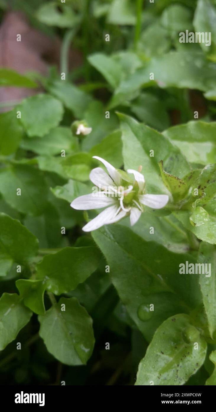 Water Chickweed (Stellaria aquatica) Plantae Stock Photo - Alamy