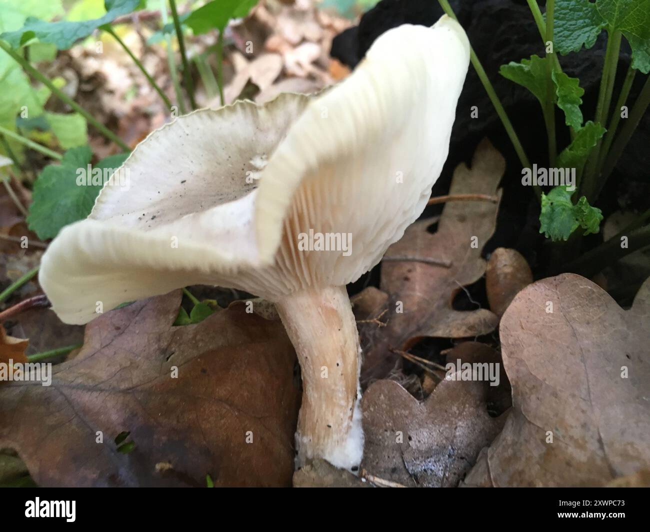 Fragrant Funnel (Clitocybe fragrans) Fungi Stock Photo - Alamy