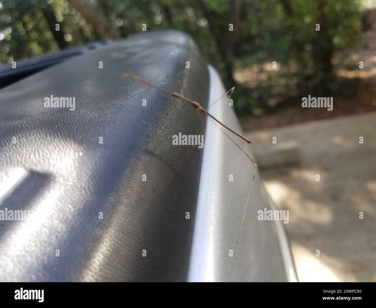 Thread legged bugs hi-res stock photography and images - Alamy