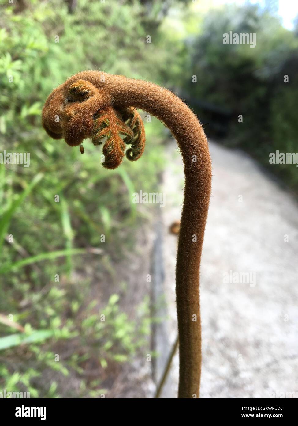 Austral Bracken (Pteridium esculentum) Plantae Stock Photo - Alamy