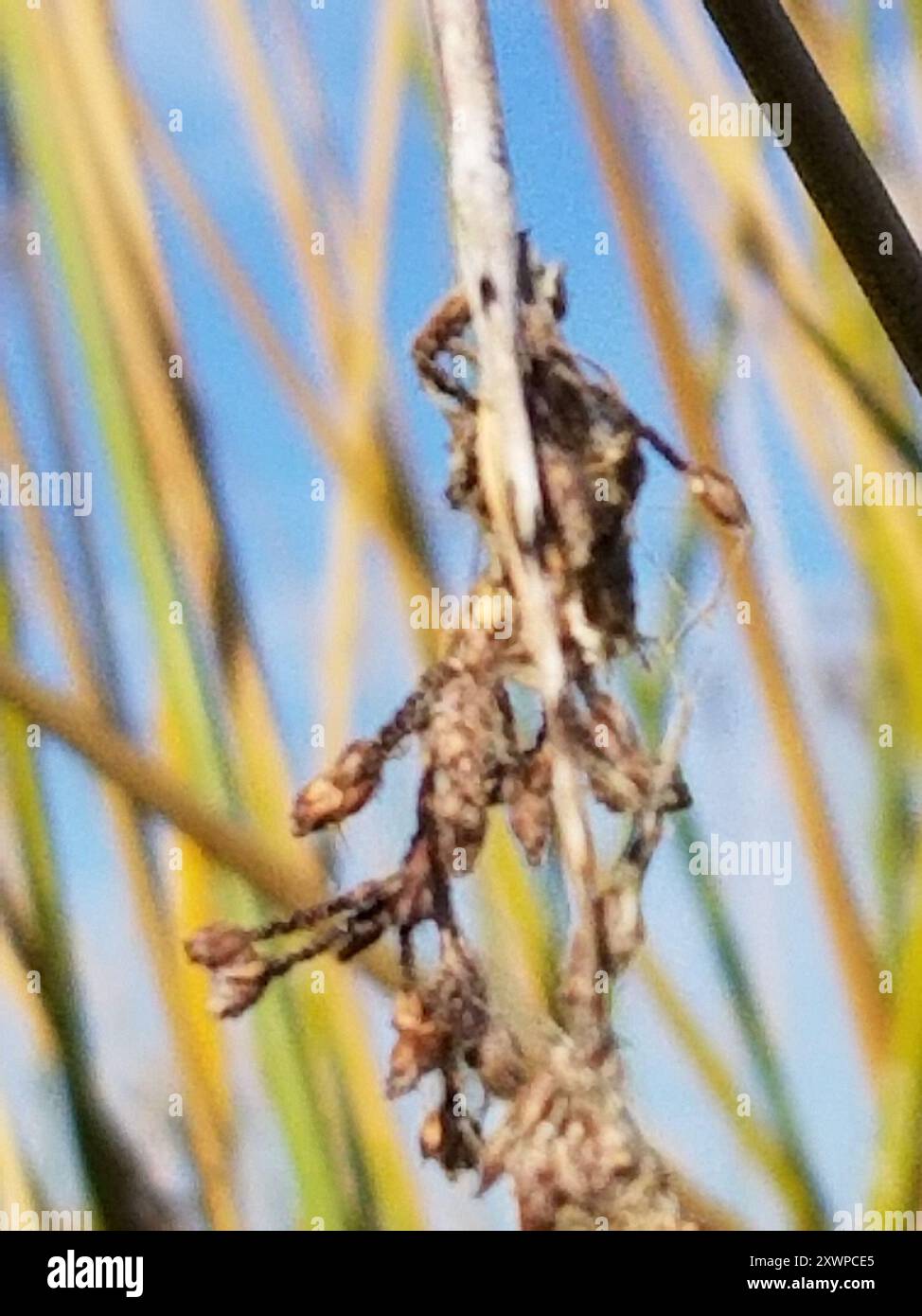 California bulrush (Schoenoplectus californicus) Plantae Stock Photo ...