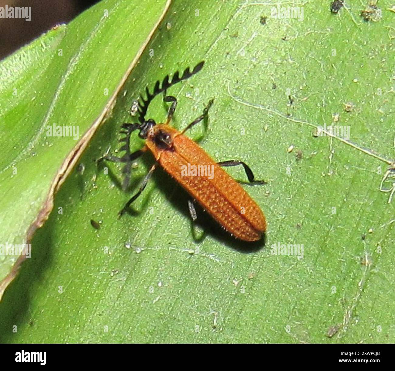 Net-winged Beetles (Lycidae) Insecta Stock Photo - Alamy