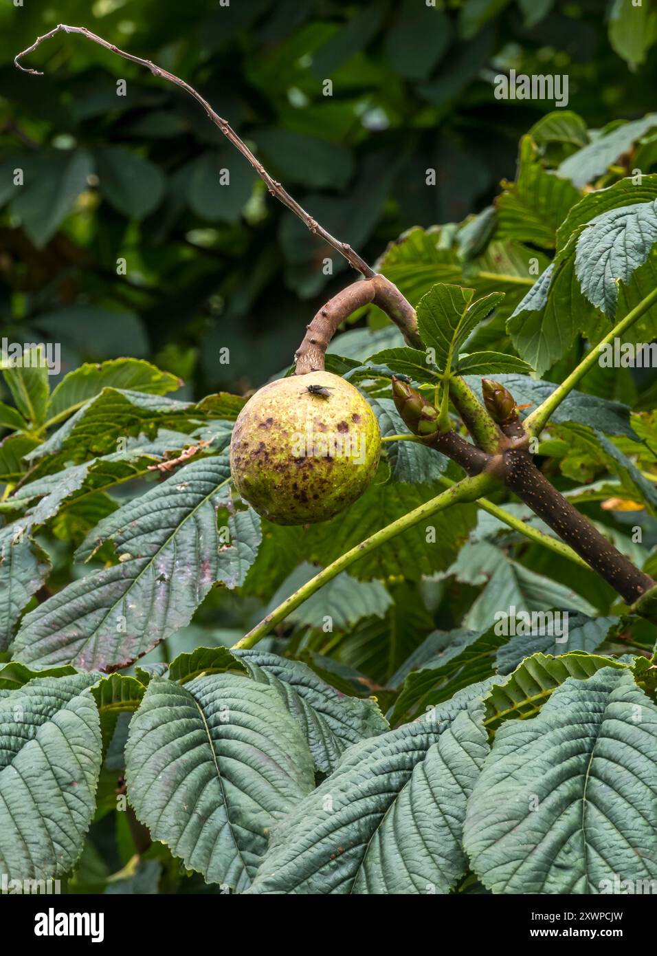 Horse Chestnut fruit ripening on tree Stock Photo - Alamy