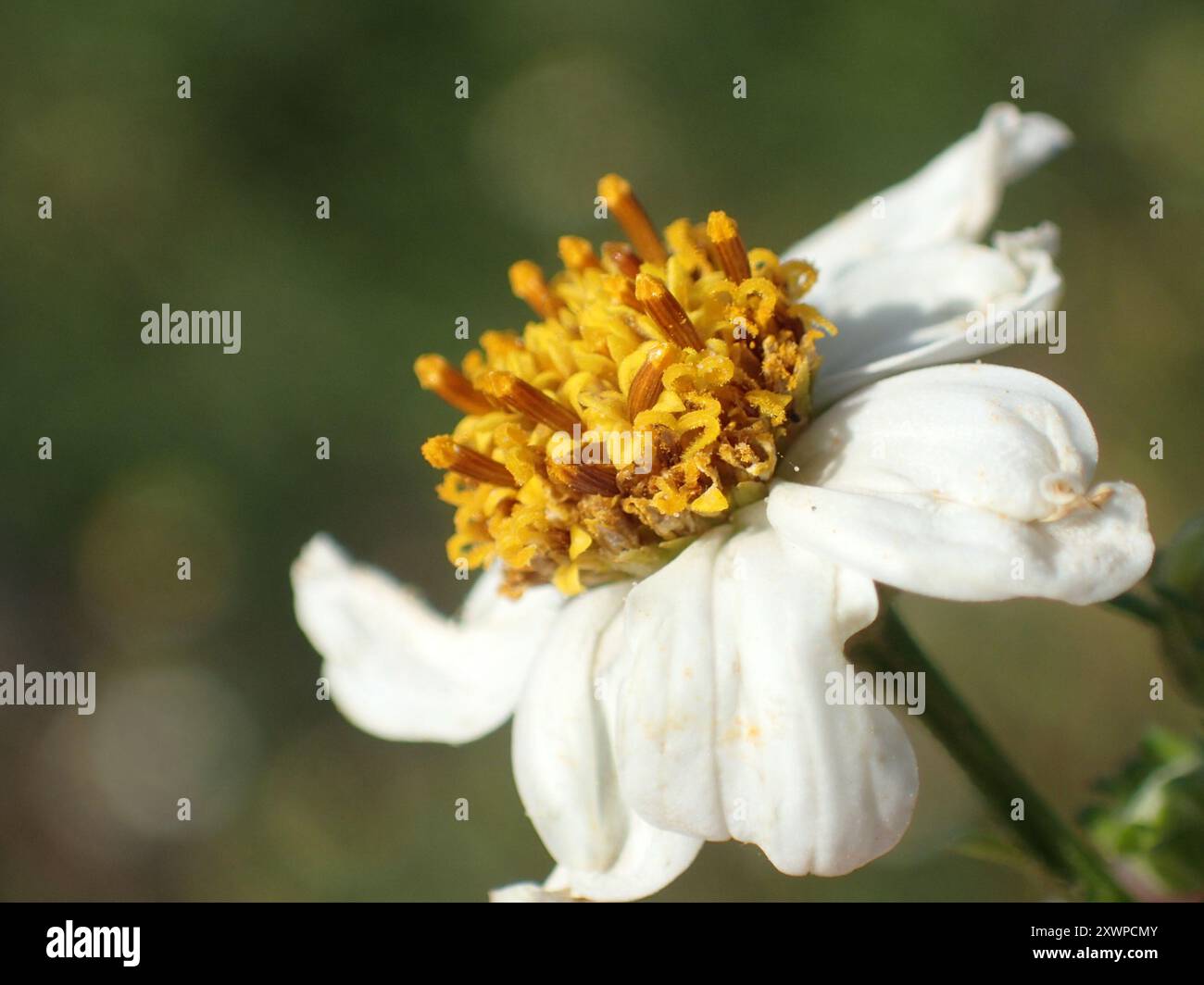 White beggarticks (Bidens alba) Plantae Stock Photo - Alamy