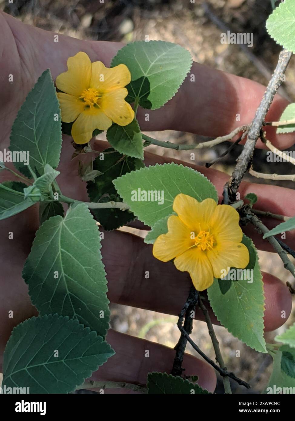 Sida fallax hi-res stock photography and images - Alamy