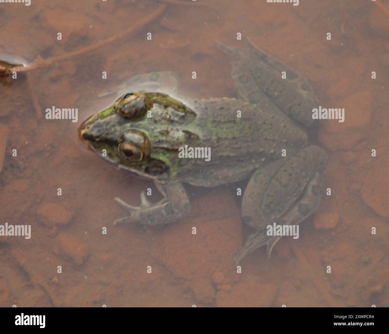 Indus Valley Bullfrog (Hoplobatrachus tigerinus) Amphibia Stock Photo ...