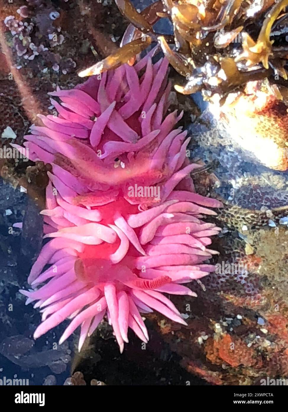 Hopkins' Rose Nudibranch (Ceratodoris rosacea) Mollusca Stock Photo - Alamy
