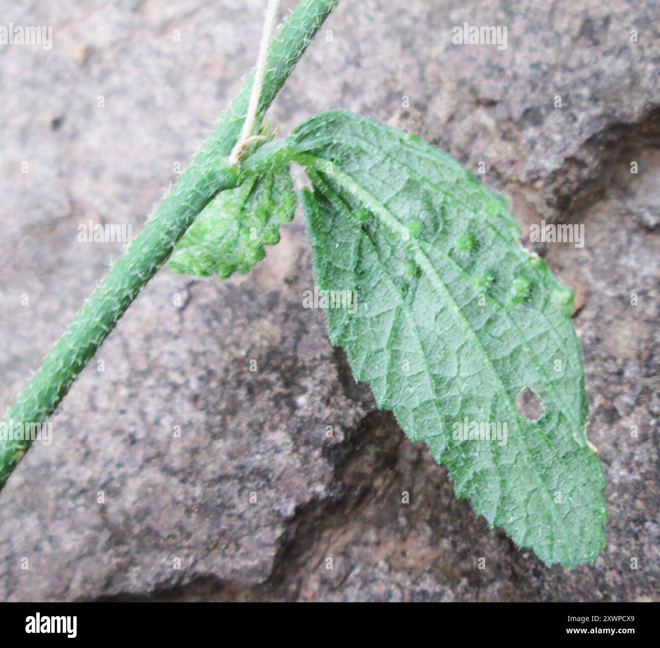 Tiny White Wild Hibiscus (Hibiscus micranthus) Plantae Stock Photo - Alamy