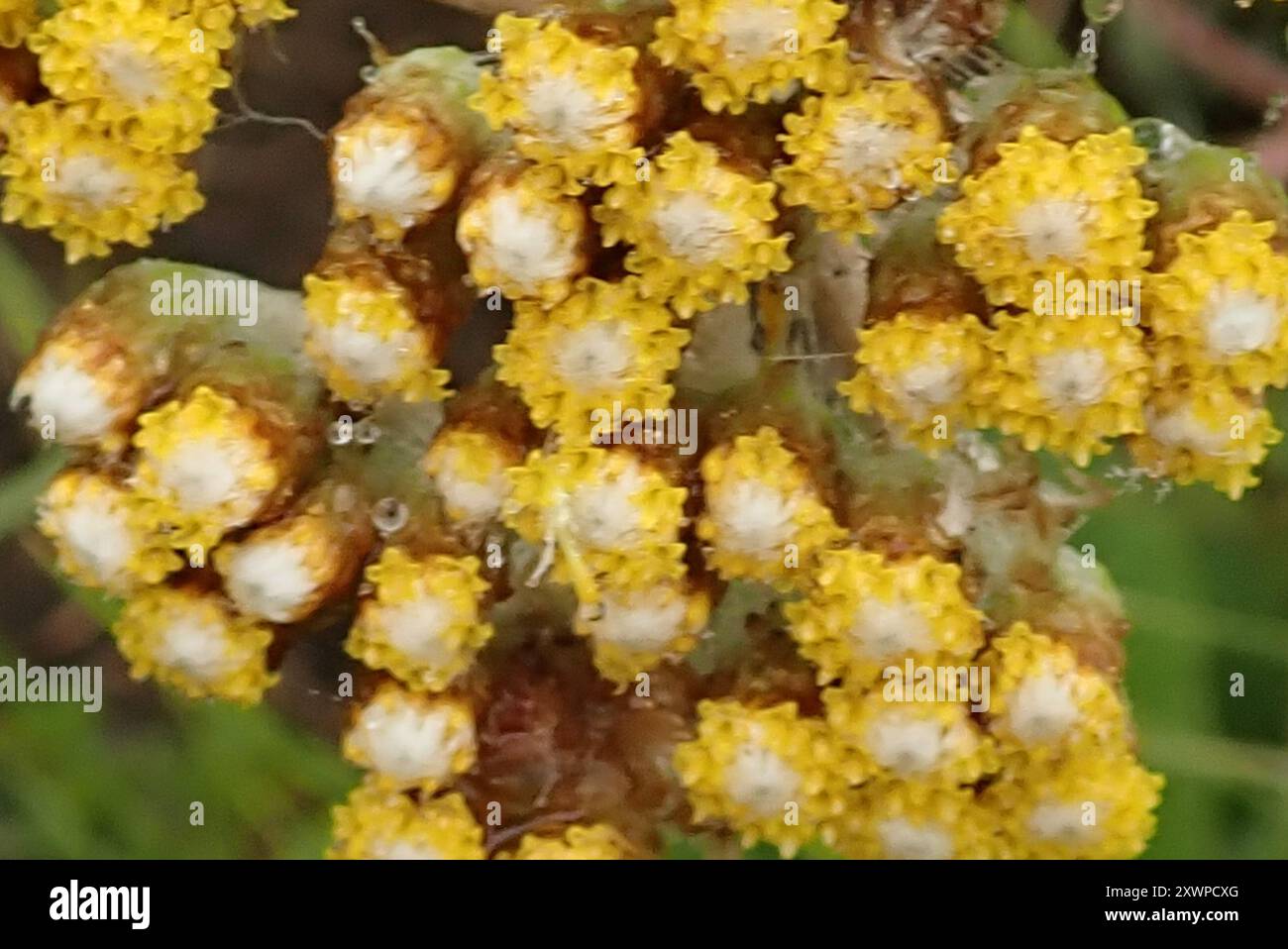 Brown Hottentot Tea Everlasting (Helichrysum nudifolium pilosellum ...