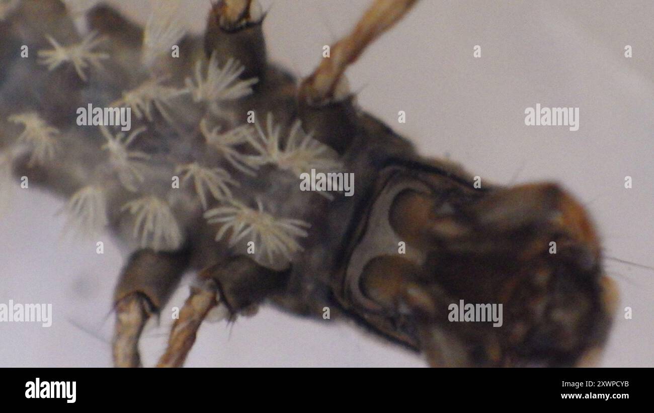 Net-spinning Caddisflies (Hydropsychidae) Insecta Stock Photo - Alamy