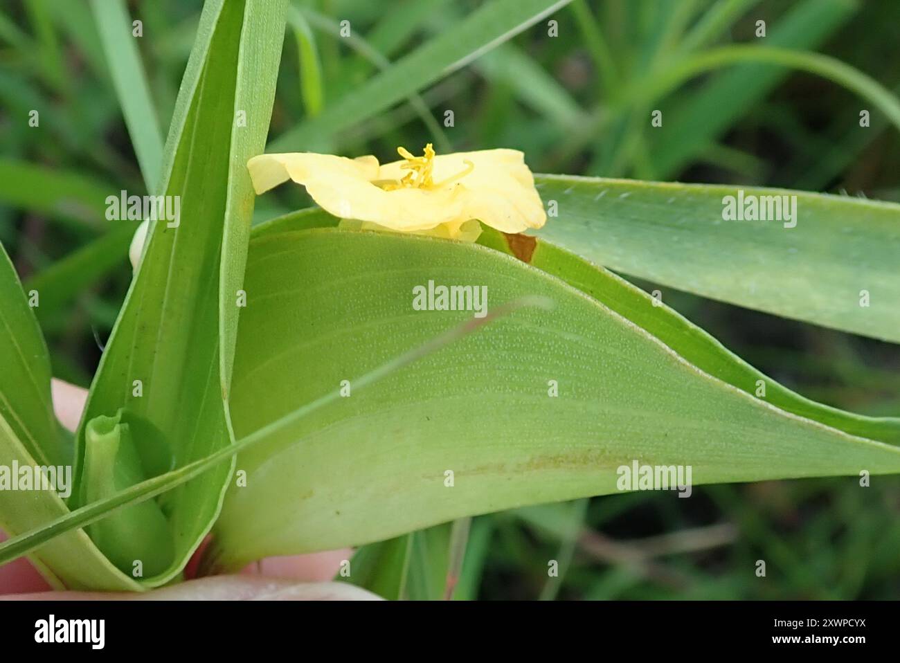 African Yellow Dayflower (Commelina africana) Plantae Stock Photo - Alamy
