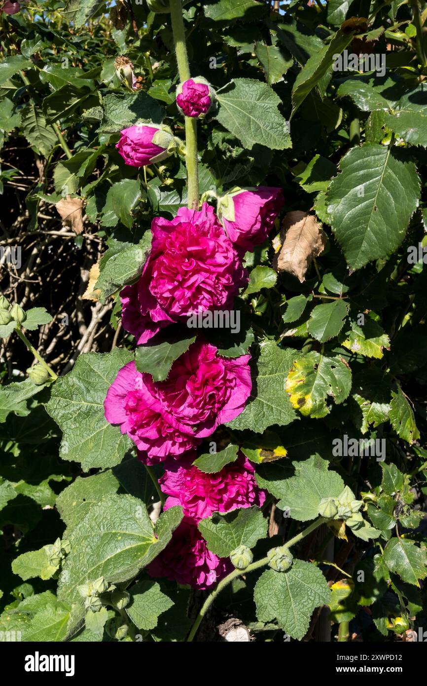 Alcea rosea double hi-res stock photography and images - Alamy