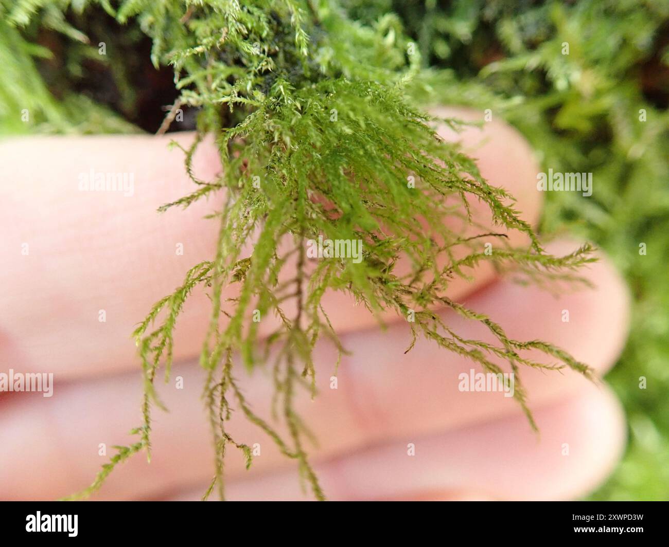 Cat's Tail Moss (Pseudisothecium stoloniferum) Plantae Stock Photo - Alamy