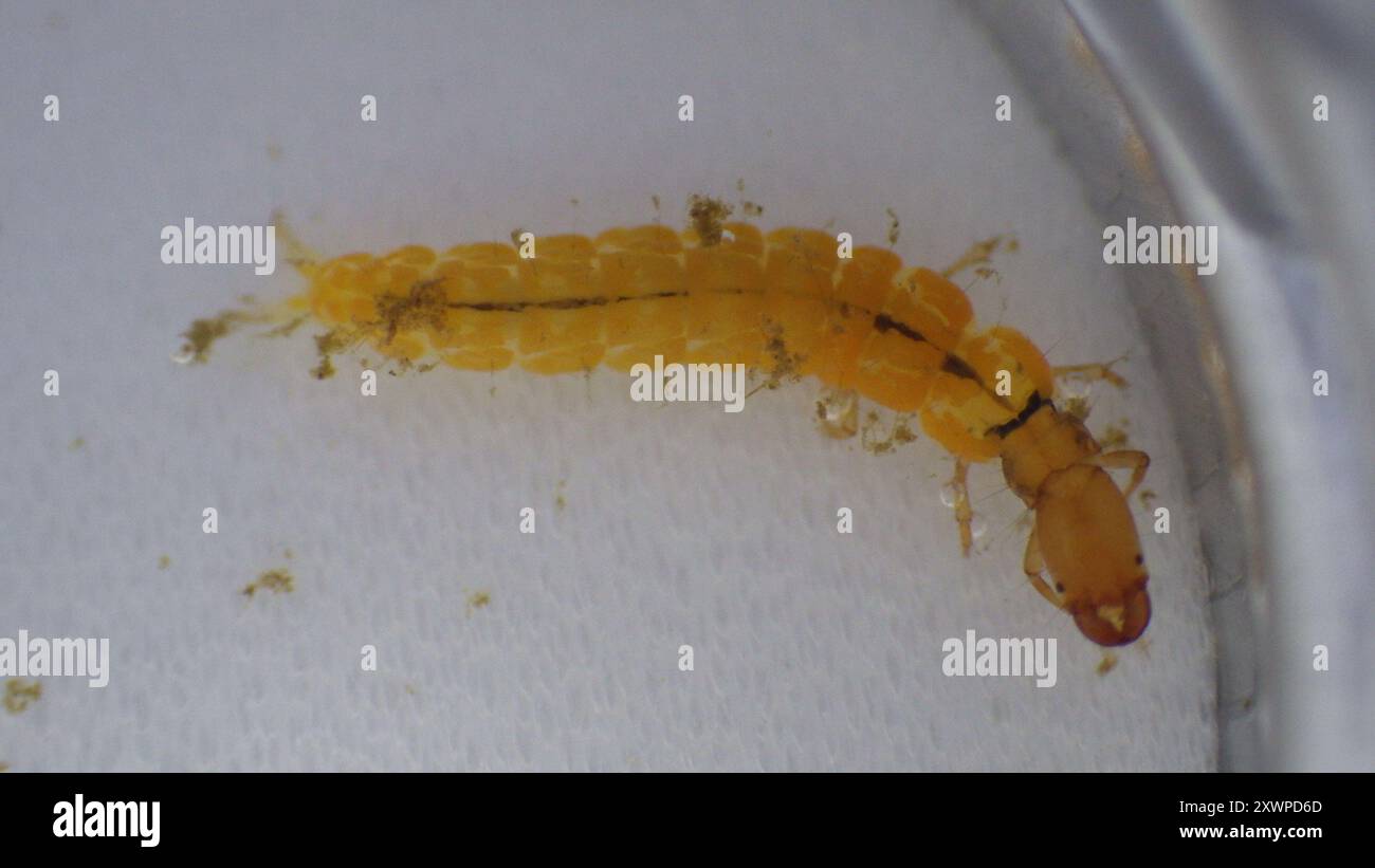 Little Black Caddisflies (Chimarra) Insecta Stock Photo - Alamy