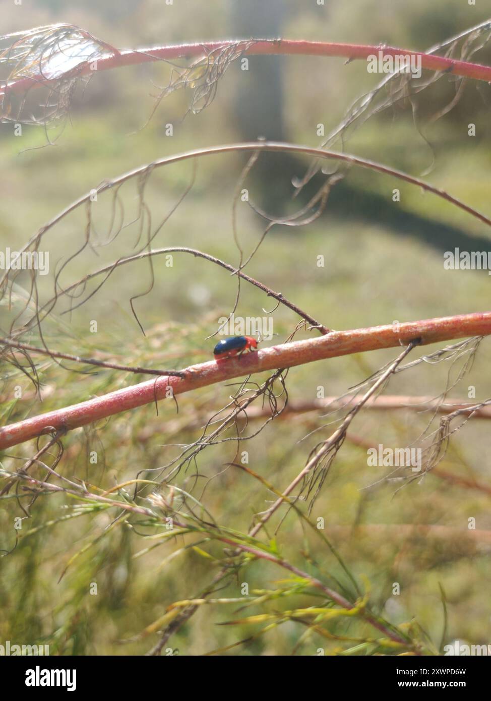Shiny Flea Beetle (Asphaera lustrans) Insecta Stock Photo - Alamy