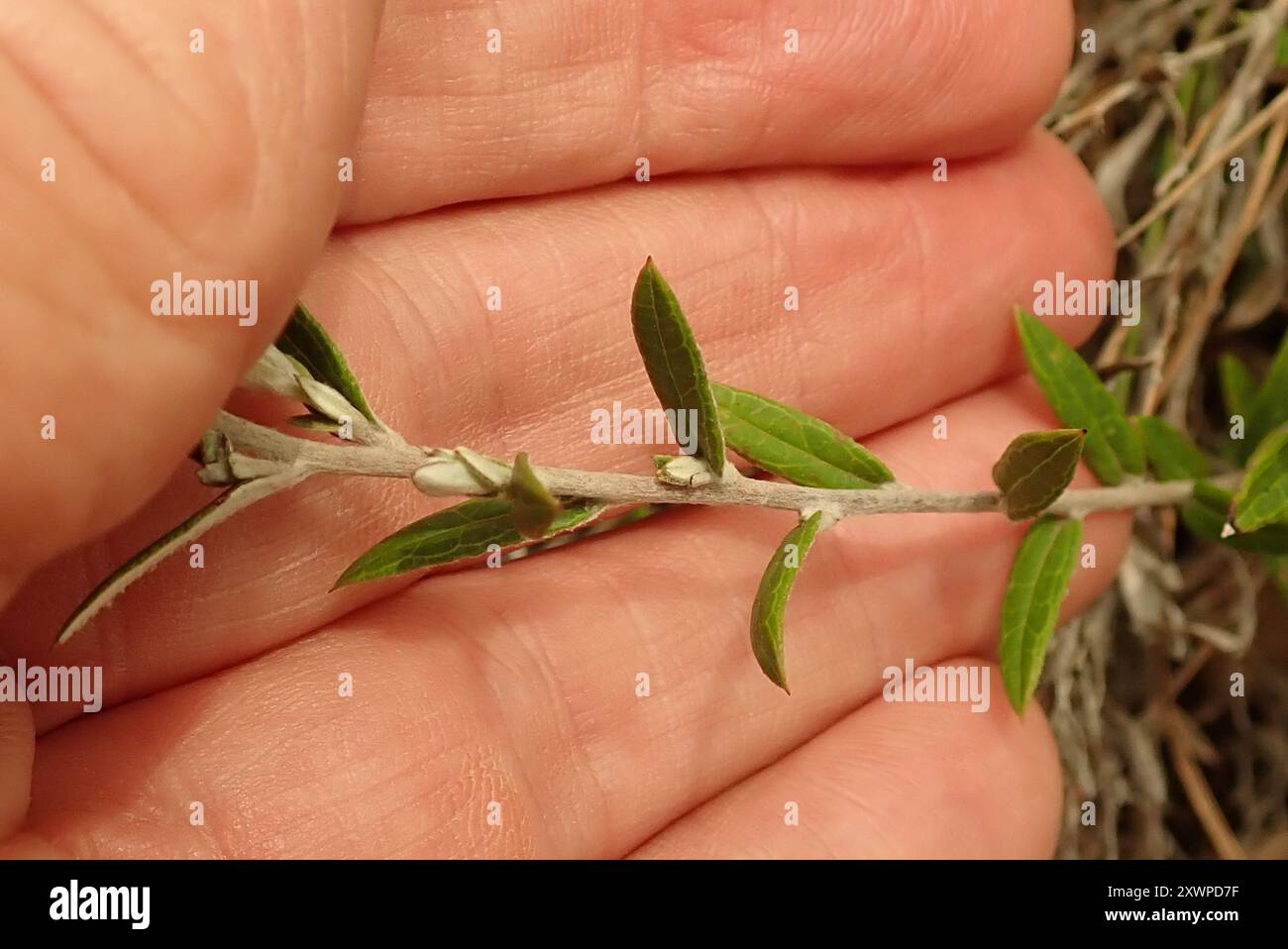 Bushman Tea (Athrixia phylicoides) Plantae Stock Photo - Alamy
