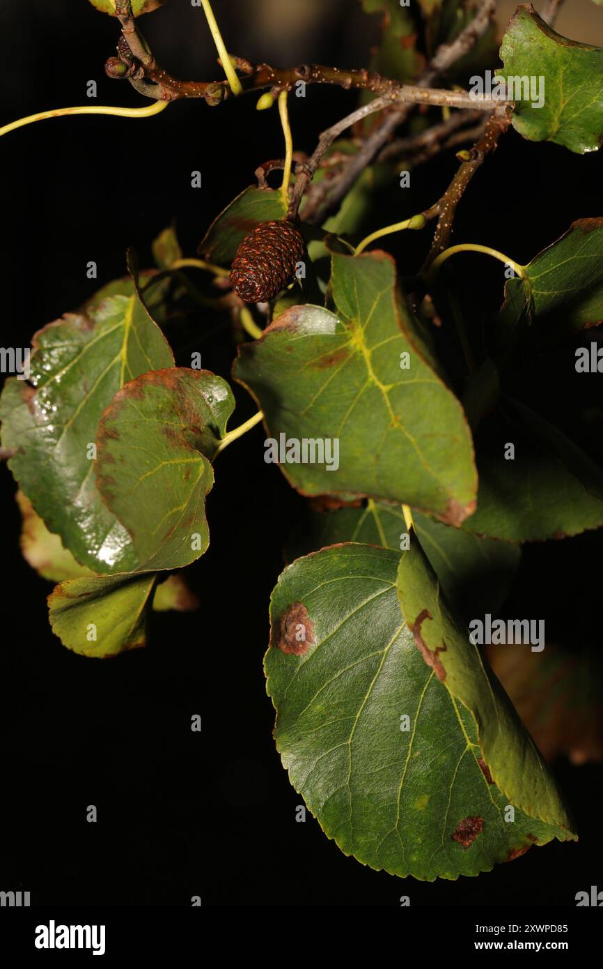 Italian alder (Alnus cordata) Plantae Stock Photo - Alamy