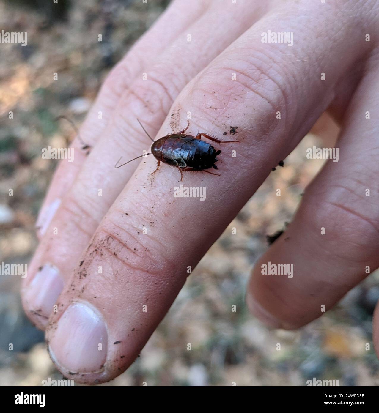 Western Wood Cockroach (Parcoblatta americana) Insecta Stock Photo - Alamy