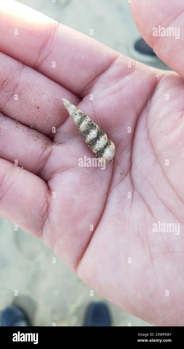 Turritellidae hi-res stock photography and images - Alamy