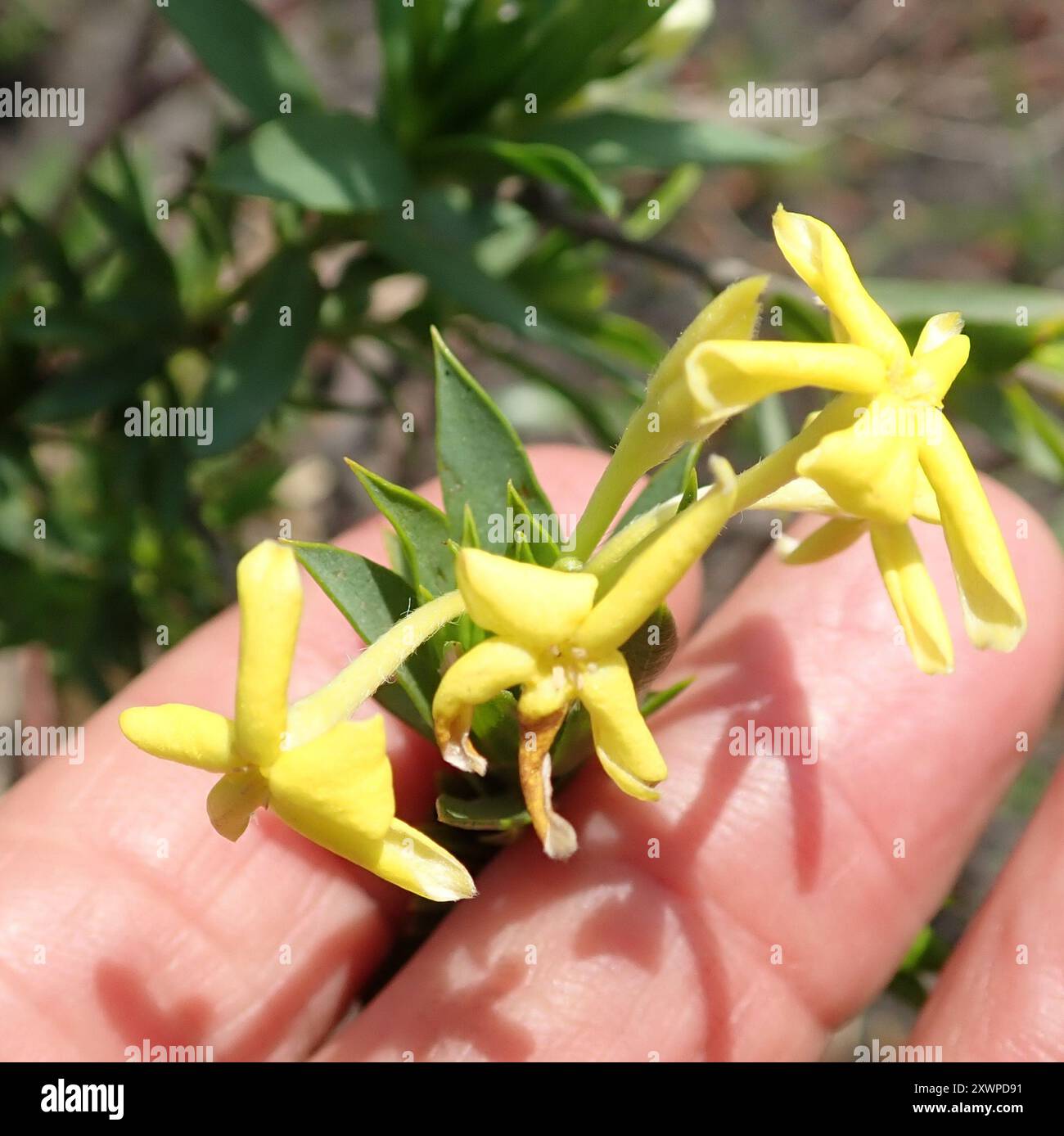Trinerve Curryflower (Lasiosiphon triplinervis) Plantae Stock Photo - Alamy