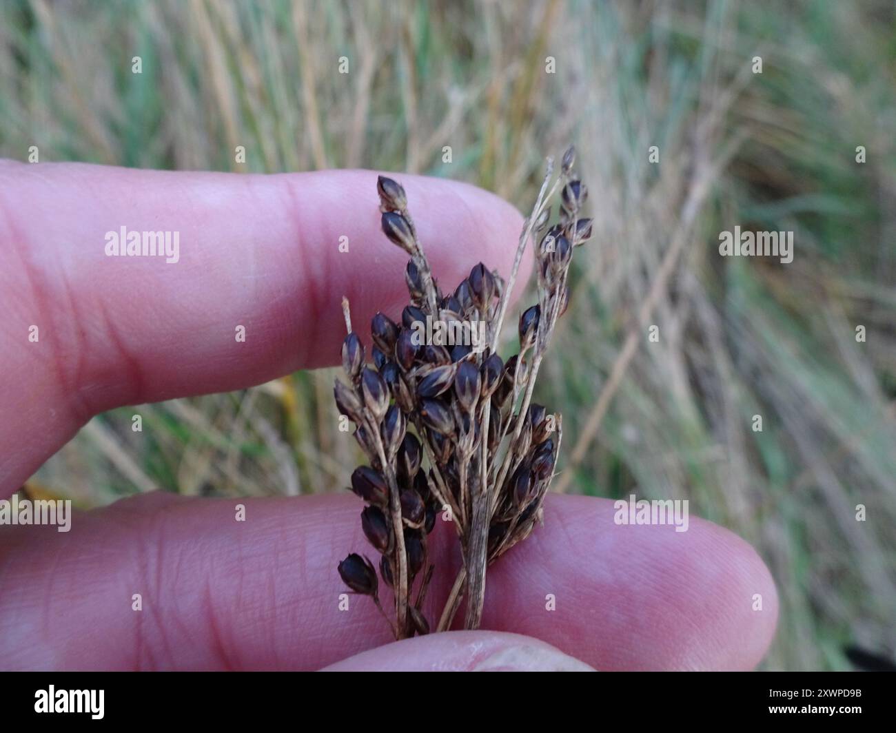 Hard Rush (Juncus inflexus) Plantae Stock Photo - Alamy