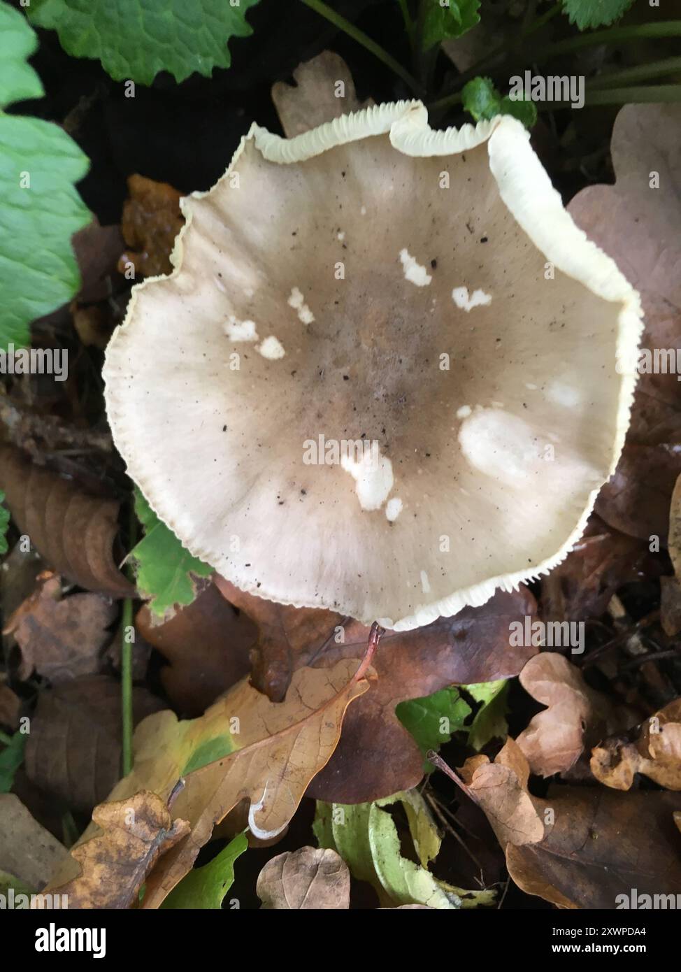 Fragrant Funnel (Clitocybe fragrans) Fungi Stock Photo - Alamy