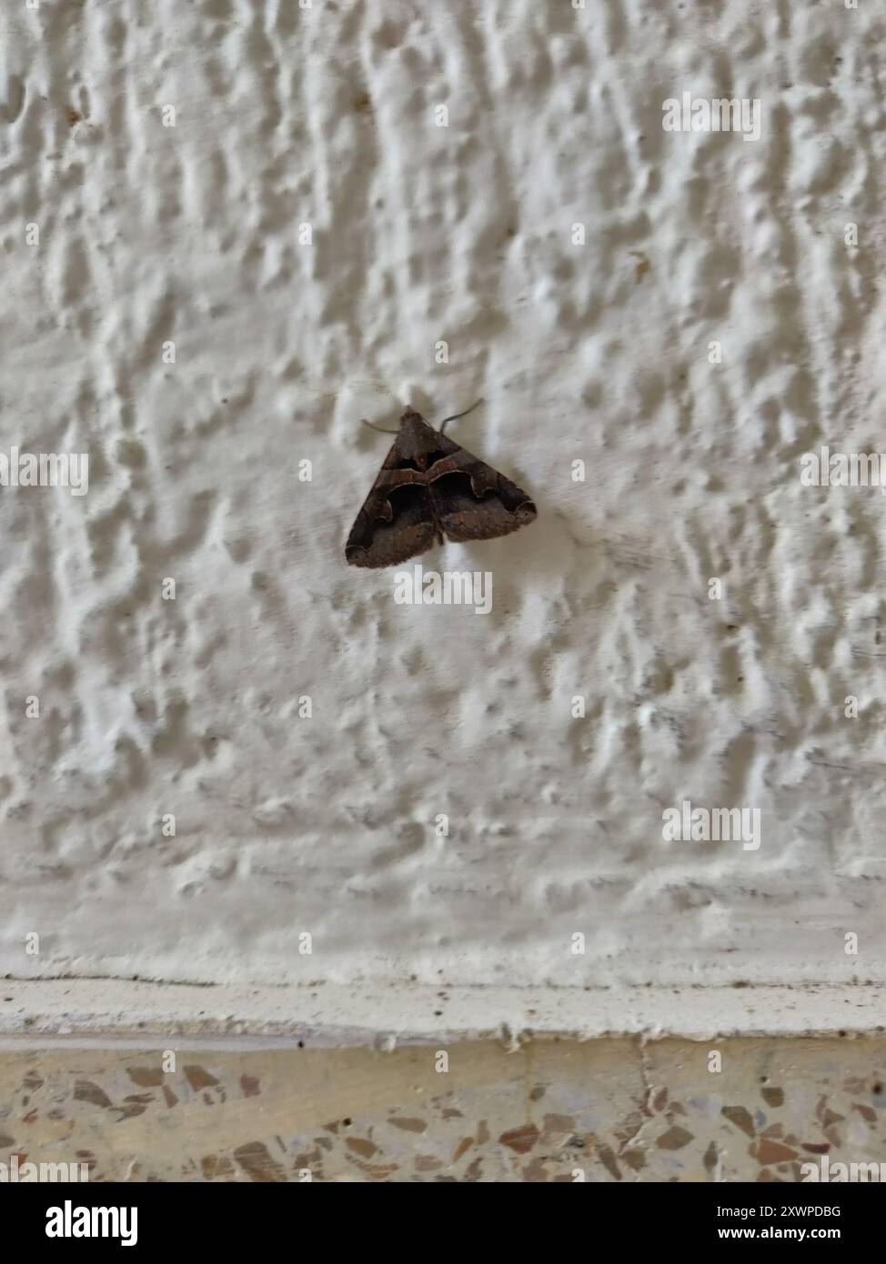 Panula hi-res stock photography and images - Alamy