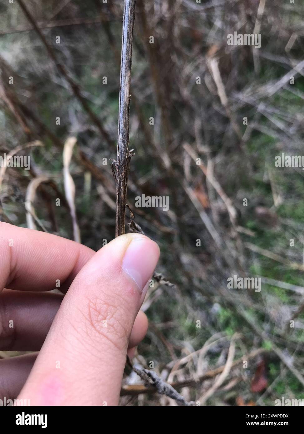 Yellow Crownbeard (Verbesina occidentalis) Plantae Stock Photo - Alamy