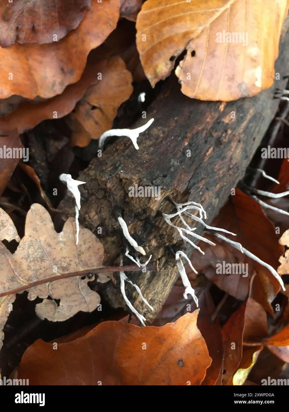 Candlesnuff Fungus (Xylaria hypoxylon) Fungi Stock Photo - Alamy