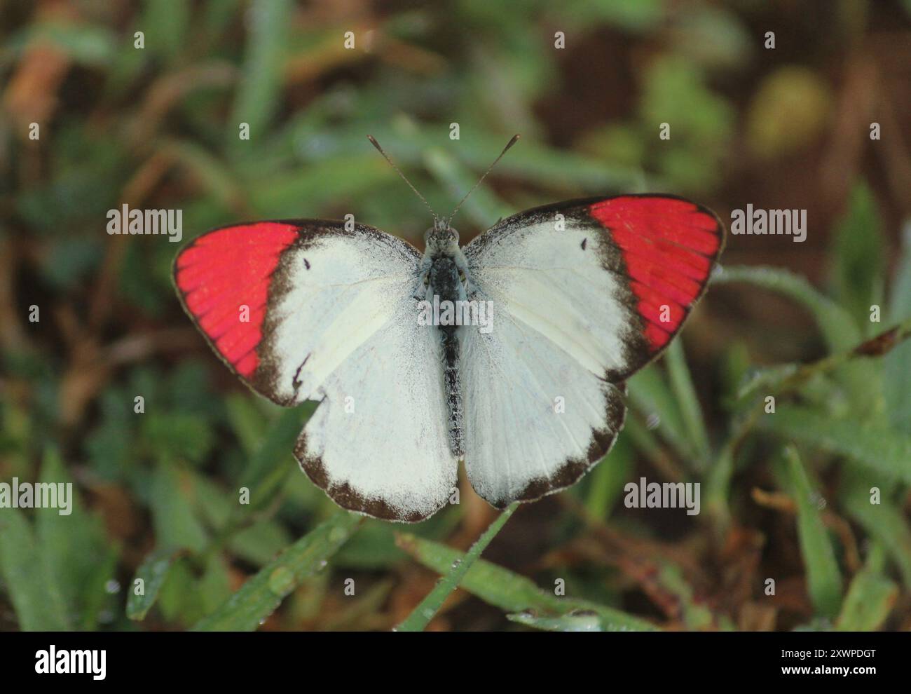 Crimson Tip (Colotis danae danae) Insecta Stock Photo - Alamy
