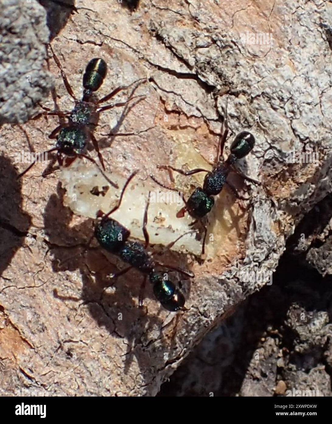 Green-head Ant (Rhytidoponera metallica) Insecta Stock Photo - Alamy