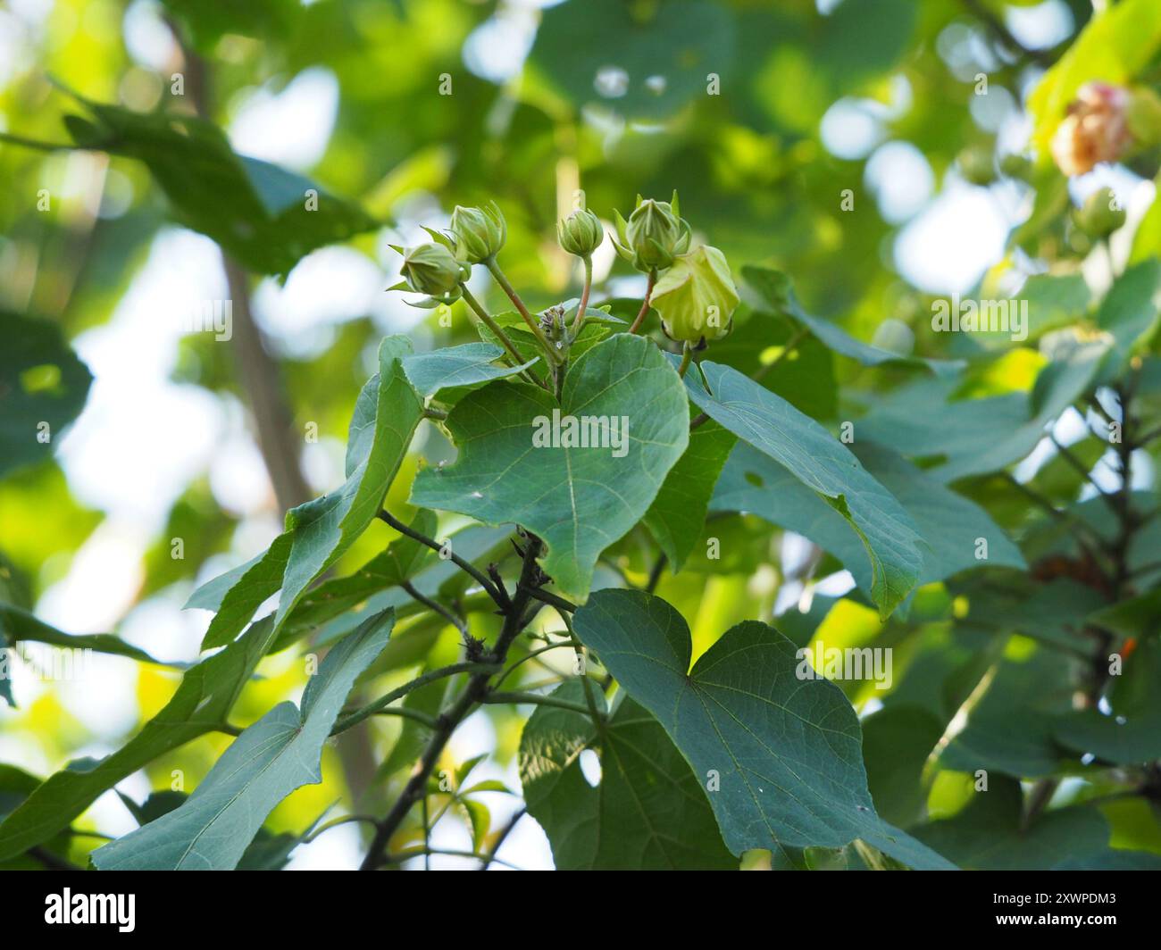 Taiwan cotton rose (Hibiscus taiwanensis) Plantae Stock Photo - Alamy