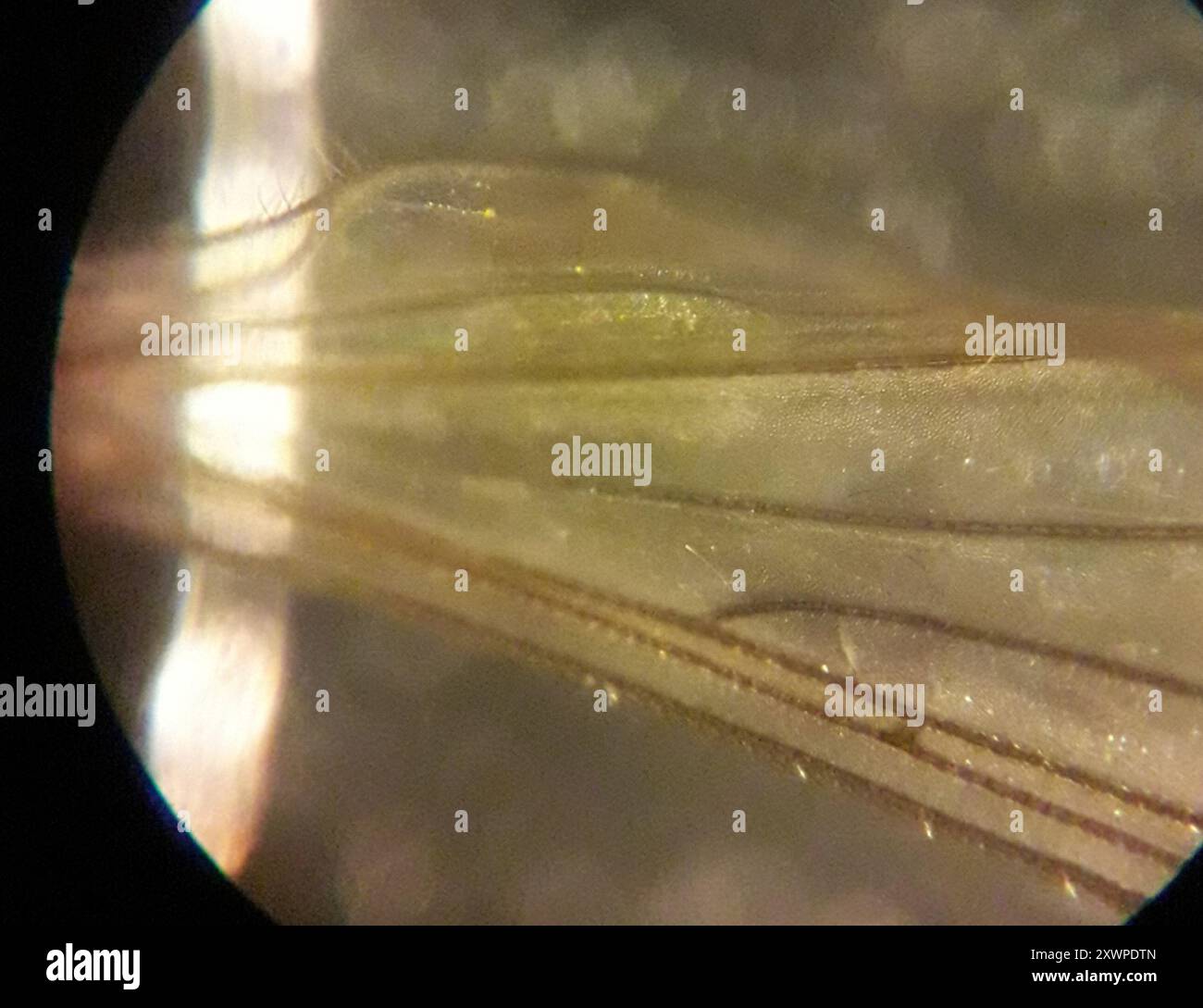 Winter Gnat (Trichocera annulata) Insecta Stock Photo - Alamy