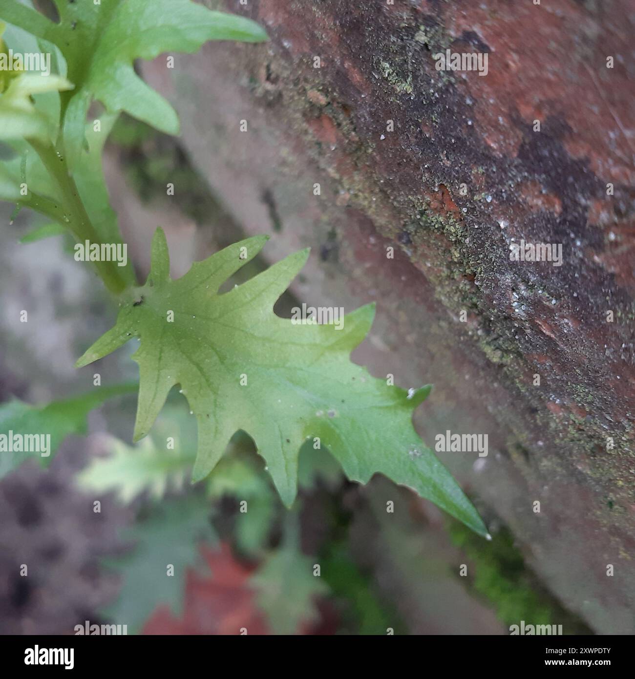 vascular plants (Tracheophyta) Plantae Stock Photo - Alamy