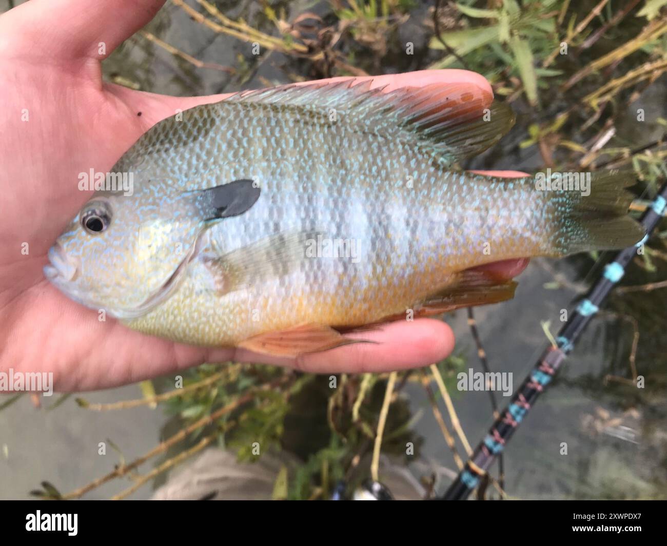 Longear Sunfish Complex (Lepomis megalotis) Actinopterygii Stock Photo ...