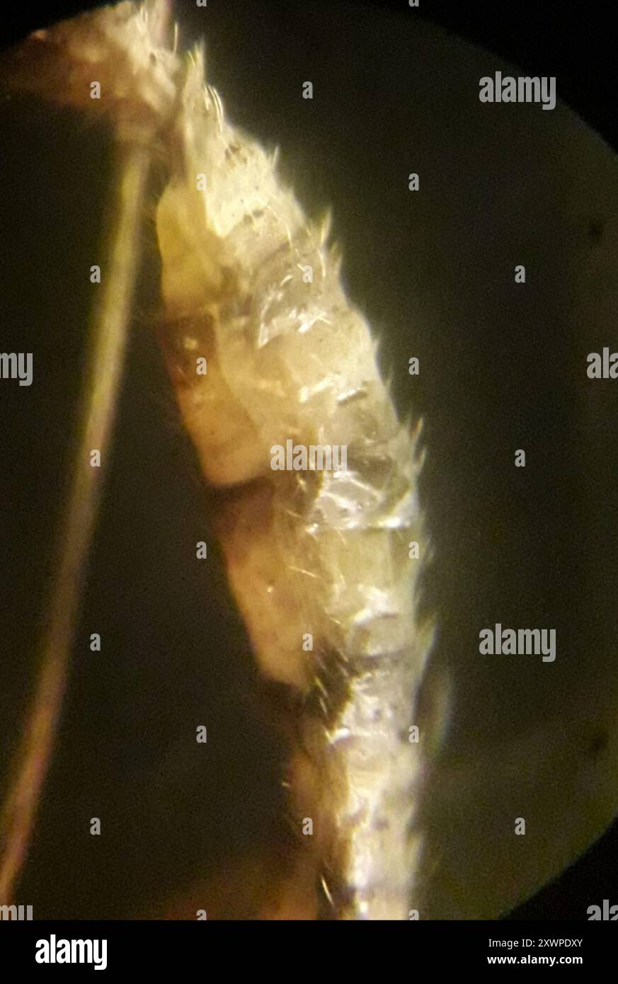 Winter Gnat (Trichocera annulata) Insecta Stock Photo - Alamy