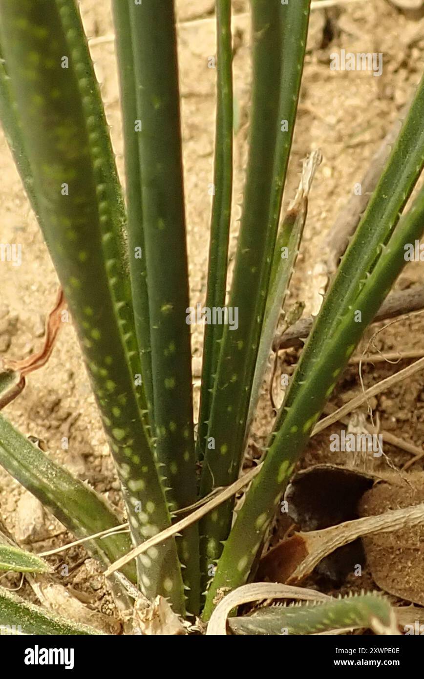 Aloe minima hi-res stock photography and images - Alamy